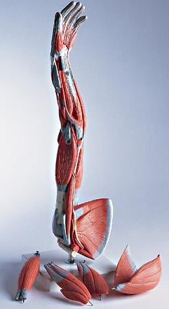 T25 Life-Size Muscular Anatomy Set Featuring the Male and Female Multi ...