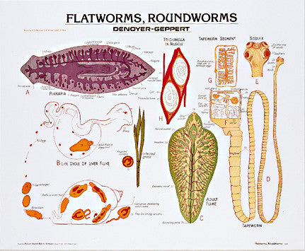 1883-10-AL Vintage Flatworms and Roundworms Wall Chart with Aluminum E ...