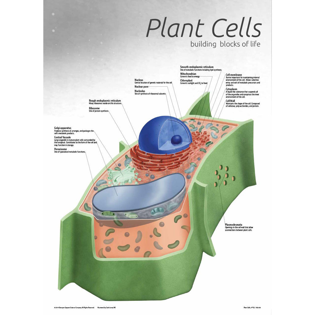 7502-08 Plant Cell Poster – Denoyer-Geppert Science Company