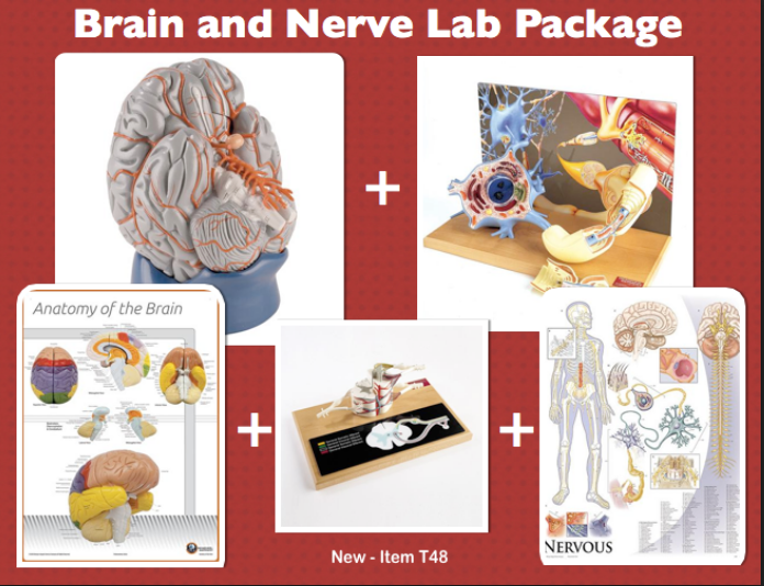 T48 Brain and Nerve Lab Package – Denoyer-Geppert Science Company