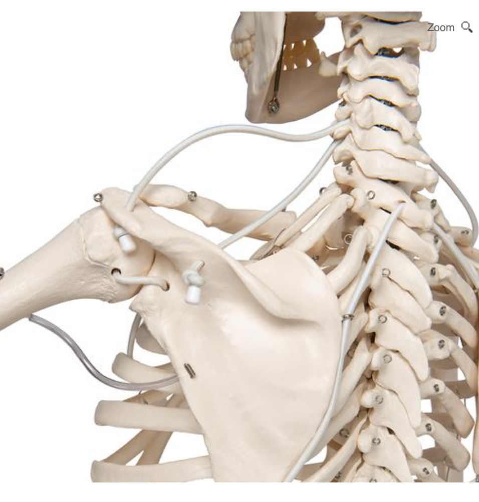 0201-15/3S Budget Physiological Skeleton with hanging white mobile sta ...
