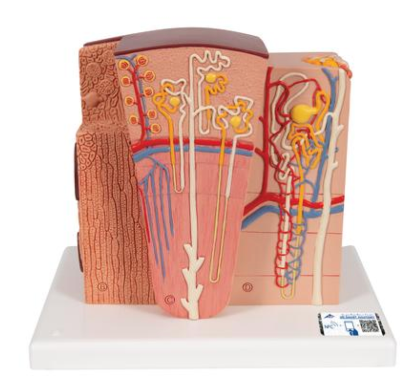 H130 MicroAnatomy Kidney – Denoyer-Geppert Science Company