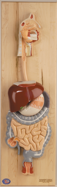 Life-size Five-part Digestive System | Denoyer-Geppert – Denoyer ...