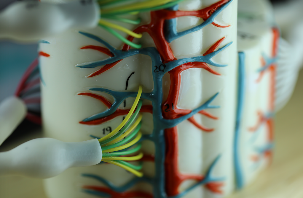 Deluxe Spinal Cord | Denoyer-Geppert – Denoyer-Geppert Science Company