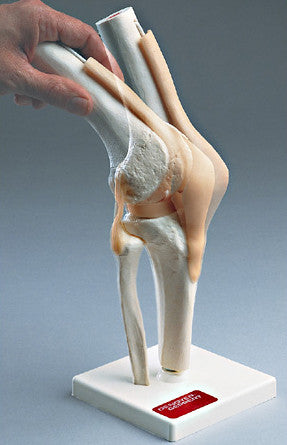 0232-82 Functional Knee Joint Model – Denoyer-Geppert Science Company