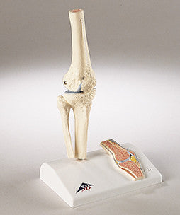0232-Mi Functional Mini-Knee Joint Model – Denoyer-Geppert Science Company