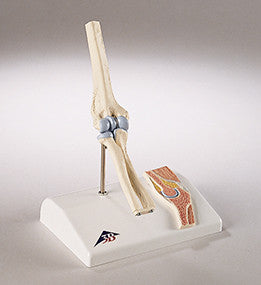 0234-Mi Functional Mini-Elbow Joint – Denoyer-Geppert Science Company