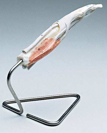 0244-19 Life-Size Human Index Finger Model – Denoyer-Geppert Science ...