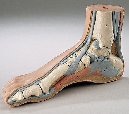 Life-Size Human Foot Model - Internal and External Anatomy – Denoyer ...