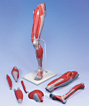 0351-21 Full Size Muscle Anatomy of the Lower Extremity, Seven-parts ...