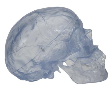 0262-00 Classic Clear Skull – Denoyer-Geppert Science Company