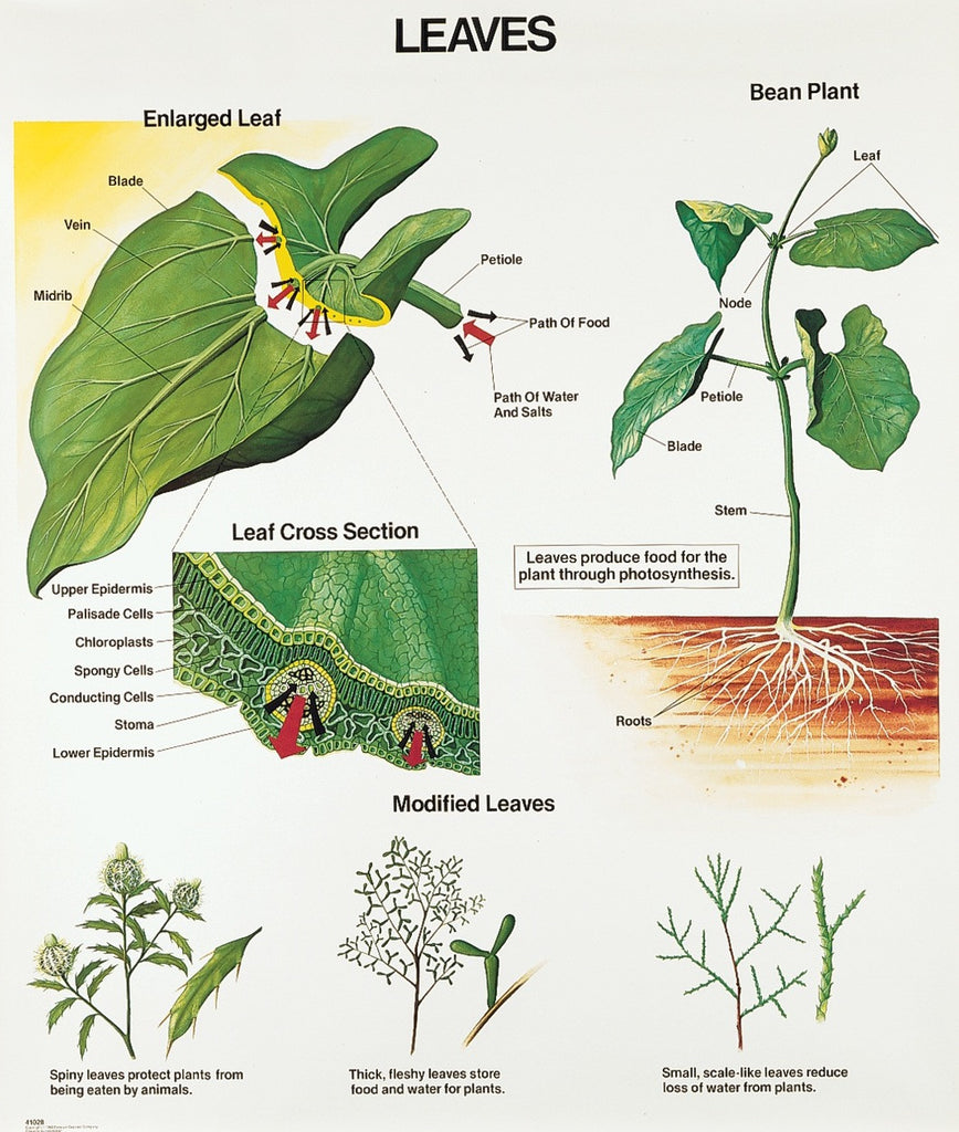 1028-01 Leaves Wall Chart, unmounted – Denoyer-Geppert Science Company