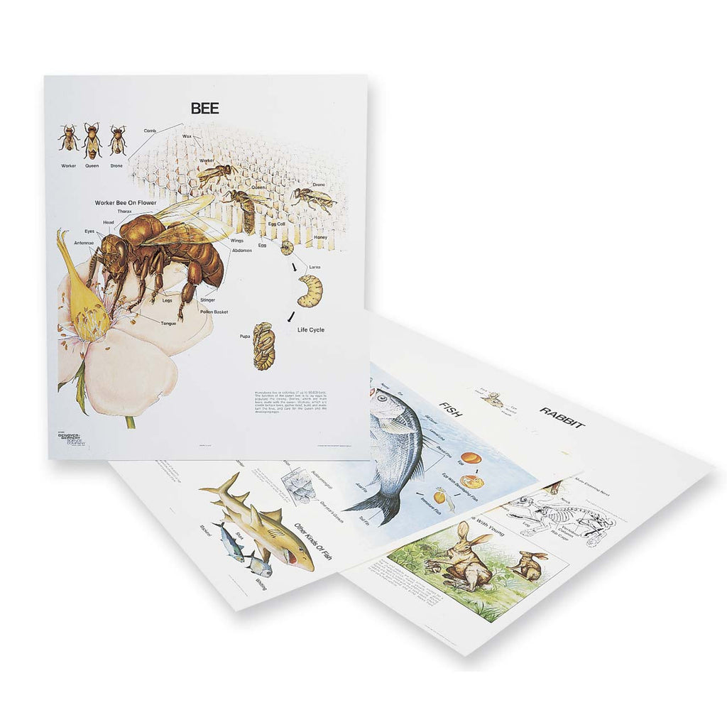 1030-41 Complete Life Sciences Series of 12 charts on Tripod Stand ...