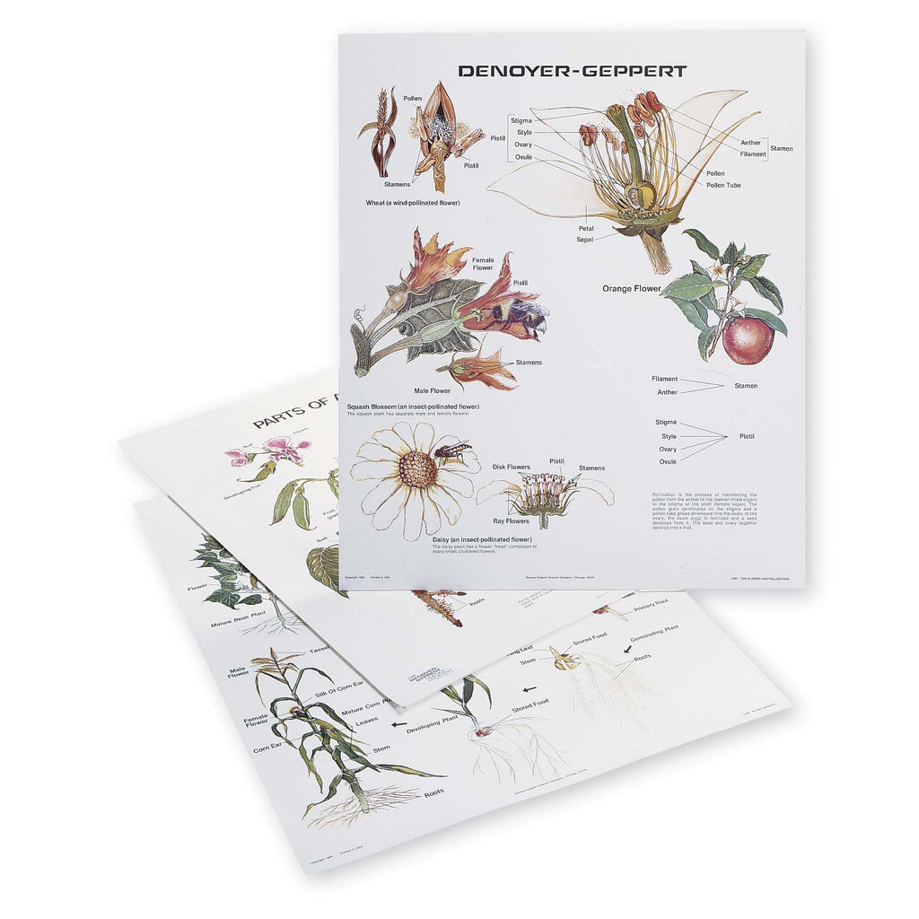 1030-41 Complete Life Sciences Series of 12 charts on Tripod Stand ...