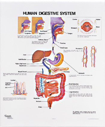1092-01 Human Digestive System Wall Chart unmounted – Denoyer-Geppert ...