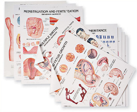 1345-32 Human Sexuality Charts set of 9 - Spring-Roller Wall Mount ...