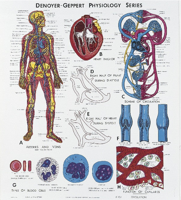1404-10 Circulatory System Physiology mounted – Denoyer-Geppert Science ...
