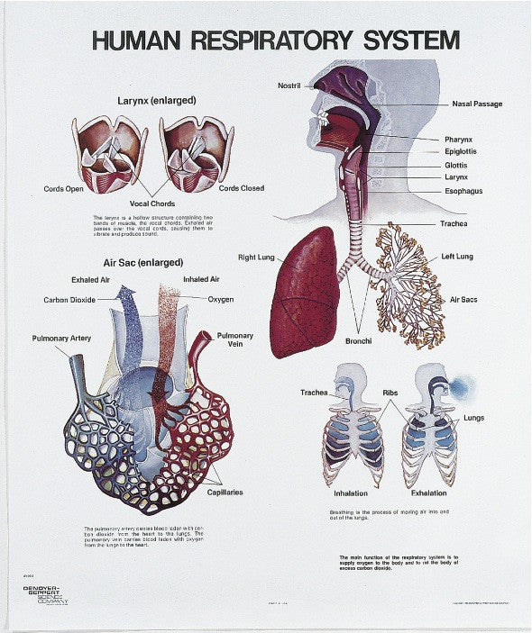 1409-10 Respiratory System Physiology mounted – Denoyer-Geppert Science ...