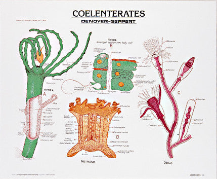 1882-10 Coelenterata (Cnidaria), – Denoyer-Geppert Science Company