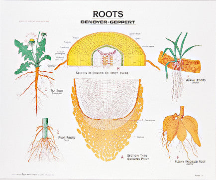 1901-10 Roots – Denoyer-Geppert Science Company