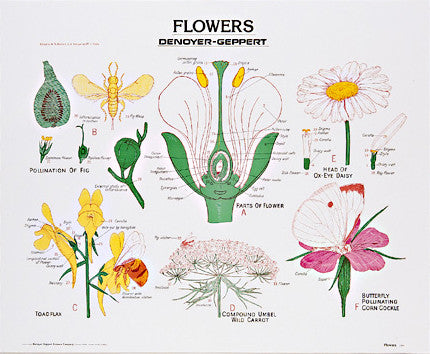 Flower Model Labeled