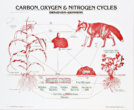 1906-10 Carbon, Oxygen, and Nitrogen Cycles, mounted – Denoyer-Geppert ...