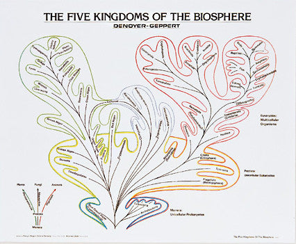 1914-10 The Five Kingdoms of the Biosphere – Denoyer-Geppert Science ...