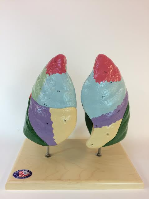 0194-00 Color-Coded Segmented Lungs – Denoyer-Geppert Science Company