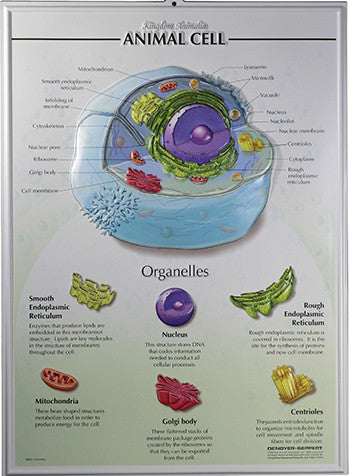 Animal Cell Project Model