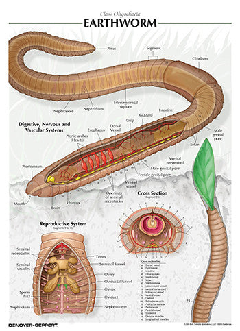 7503-08 Earthworm Poster – Denoyer-Geppert Science Company