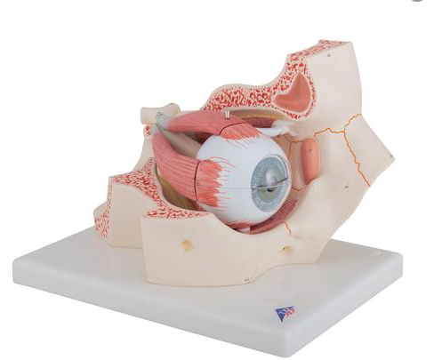 A130 Classic Eye in Orbit – Denoyer-Geppert Science Company