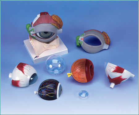 A120 Giant Classic Eye w/ Eyelid and Lacrimal System – Denoyer-Geppert ...