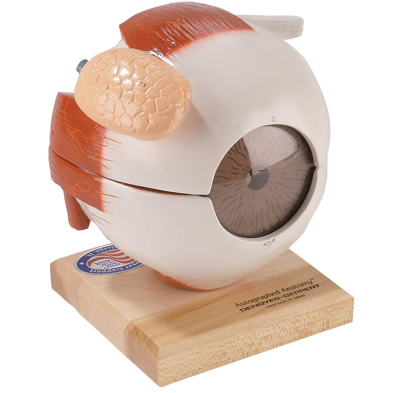 Eyeball Anatomy Model Anatomy Behind Funduscopy | Complete Anatomy