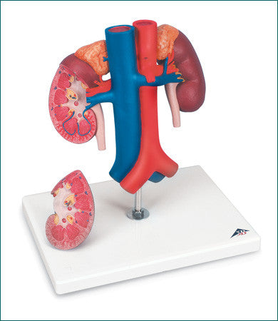 A221 Kidneys with Vessels – Denoyer-Geppert Science Company