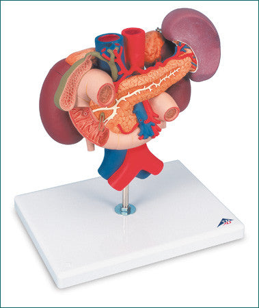 A223 Kidneys with Rear Organs of Upper Abdomen – Denoyer-Geppert ...