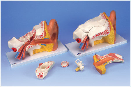 A311 Advanced Classic Ear – Denoyer-Geppert Science Company