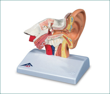 A312 Classic Desktop Ear – Denoyer-Geppert Science Company