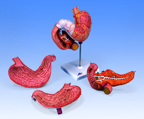 A516 Stomach with Duodenum and Pancreas – Denoyer-Geppert Science Company