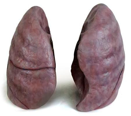 Actual Human Lungs