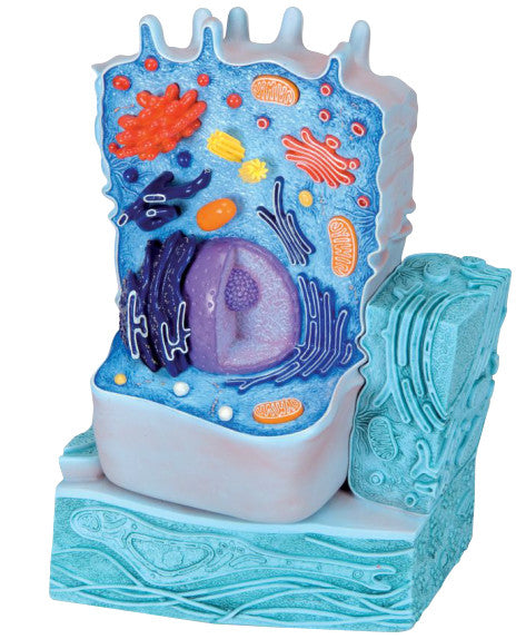 B51 Animal Cell Model – Denoyer-Geppert Science Company