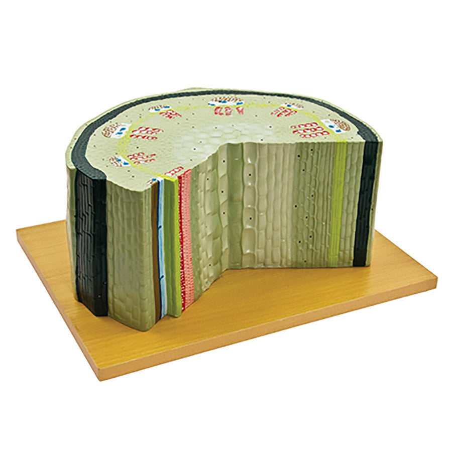 Dicot Stem Model – Denoyer-Geppert Science Company