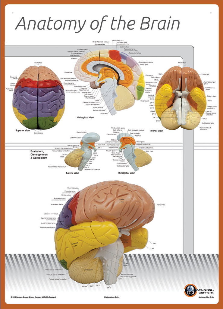 7170-08N Poster Size Brain Anatomy Chart NUMBERED – Denoyer-Geppert ...