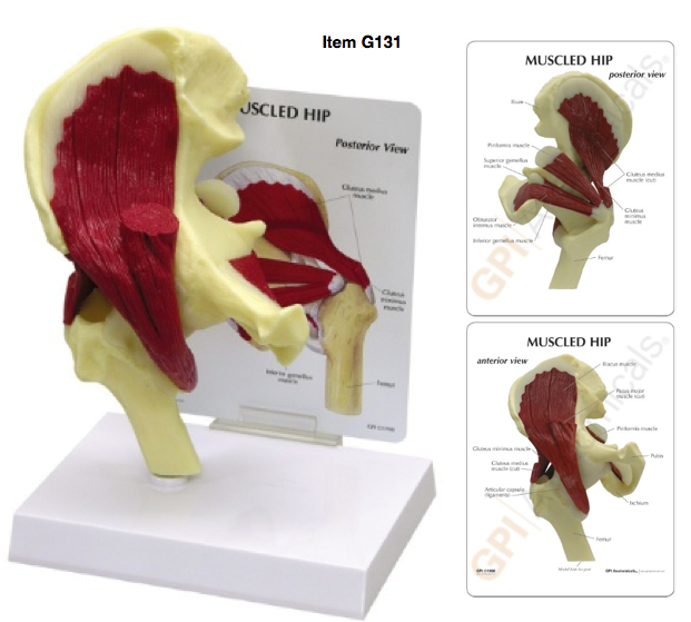 G131 Muscle Hip Joint – Denoyer-Geppert Science Company