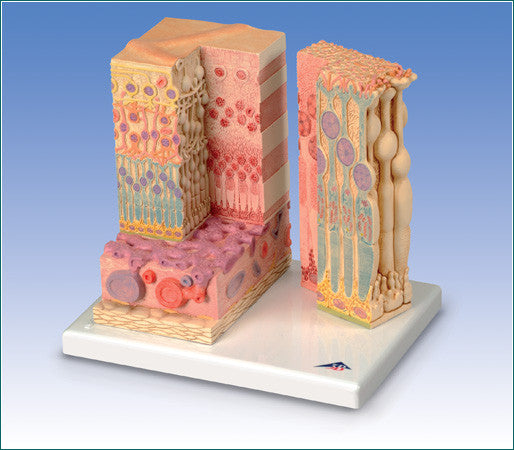 H160 MICROanatomy™ Eye – Denoyer-Geppert Science Company
