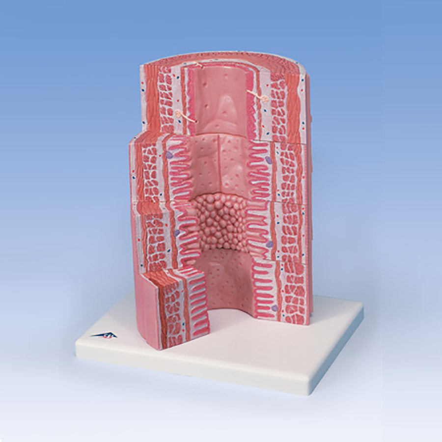 H230 Microanatomy Digestive Tract – Denoyer-Geppert Science Company