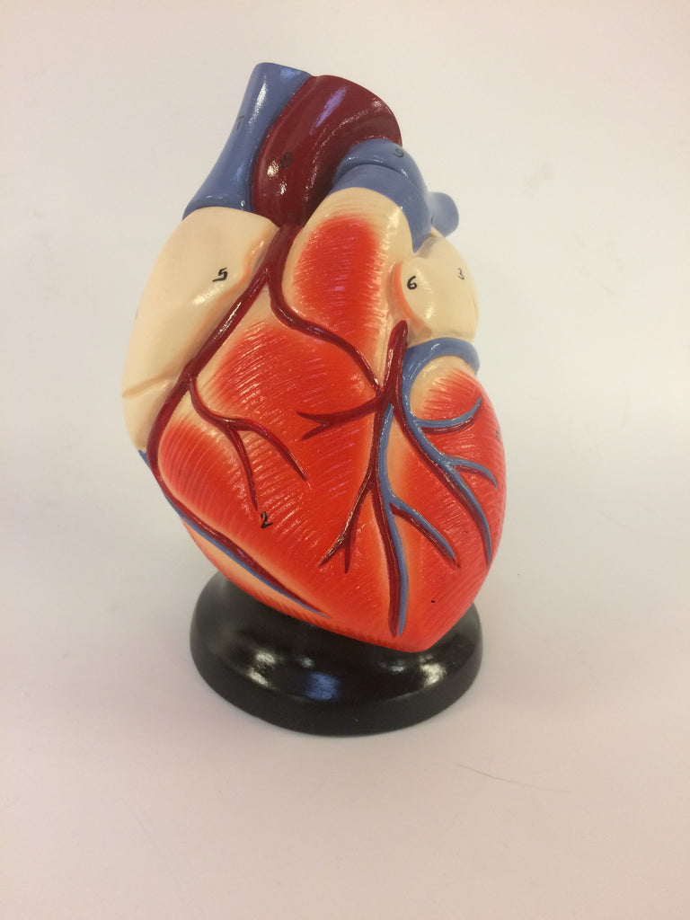 0128-00 Life-size Two-part Heart Model – Denoyer-Geppert Science Company