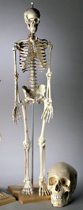 S34P Deluxe 32 inch Mini-Skeleton with Muscle Attachments – Denoyer ...