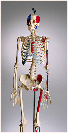 S41-25 Female Suspension Skeleton with Ligaments, Painted Muscle Attac ...