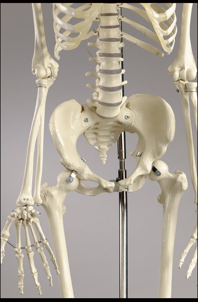 S62 Premier Academic Series Skeleton, male, unpainted, sacral mount ...