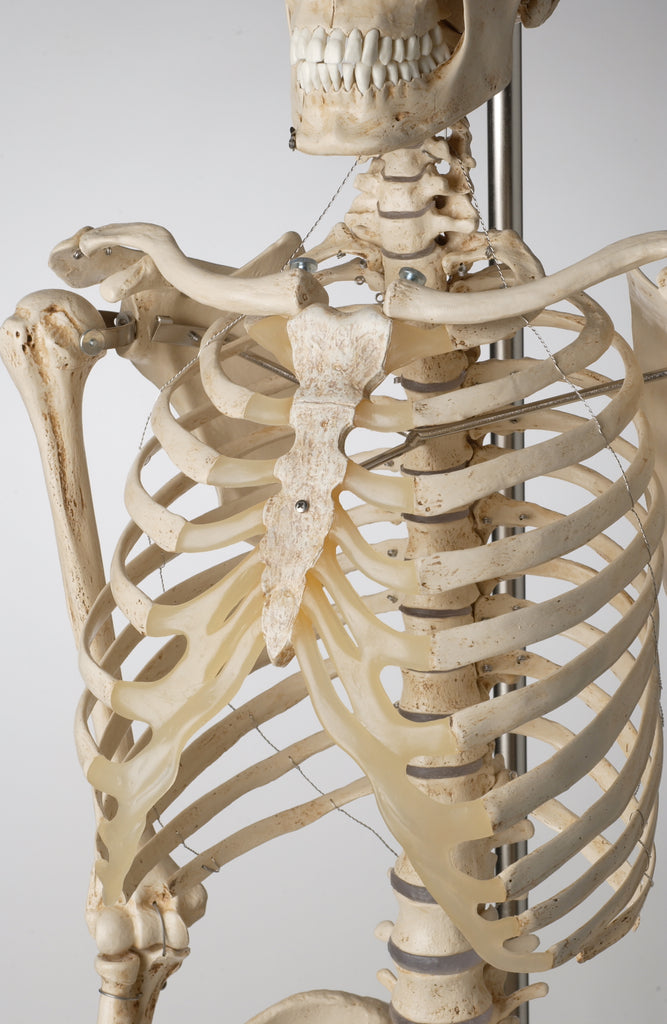 S62SP Premier Special Edition (Stained) Academic Skeleton, sacral moun ...